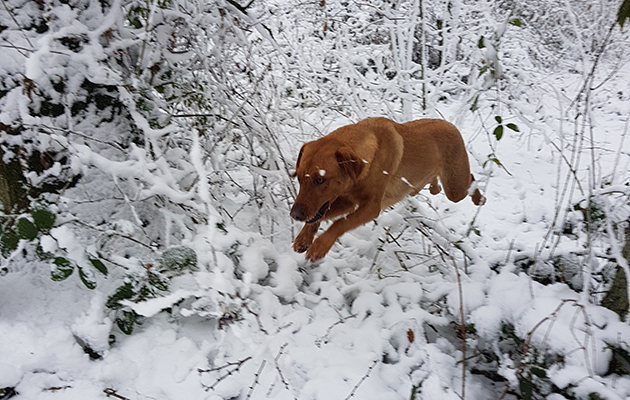 The Field's favourite dogs in the snow - The Field