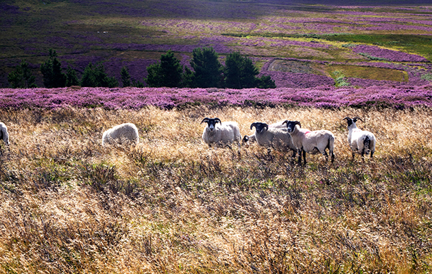 Traditional cropping and grazing on moorlands: good old bad old graze ...