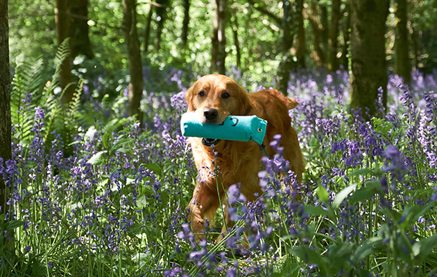 Celebrating 150 years of golden retrievers - The Field