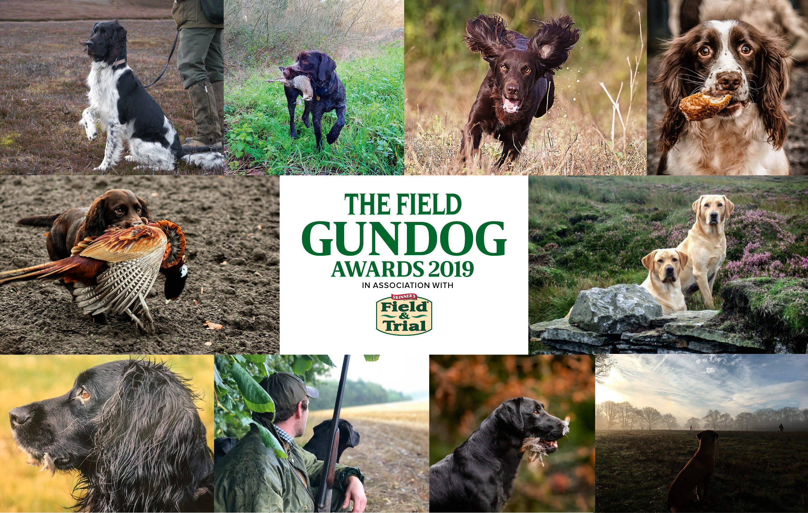 What Is A Working Gun Dog