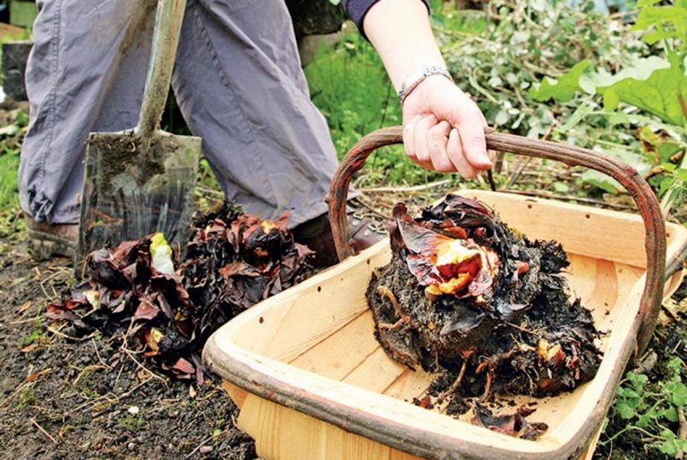 Grow rhubarb - how to revive old plants and get a fruitful crop