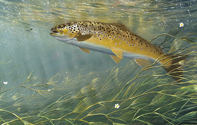 How does a trout see a fly? - The Field