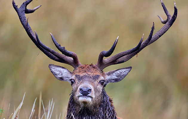 The Macnab Challenge - The Field