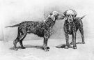 The history of terriers: small wonders - The Field