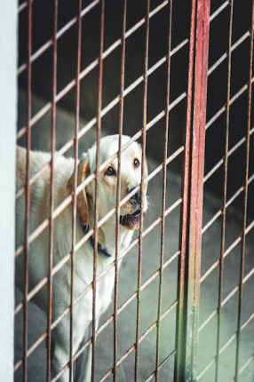 How to protect yourself against dog thieves - The Field