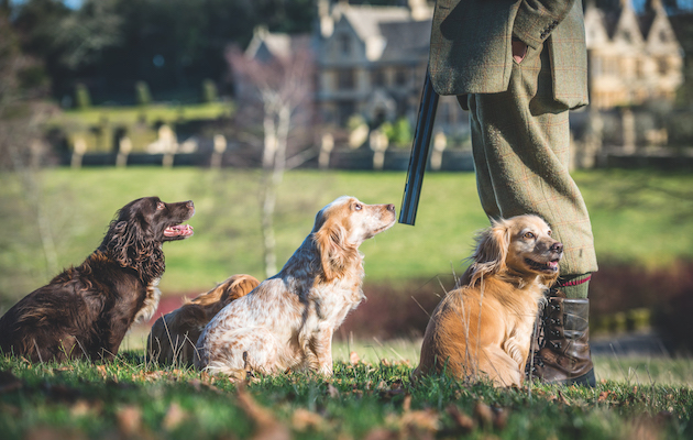 Gun dogs training, exercise and healthcare advice | The Field