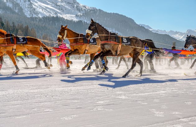 Skijoring - a thrilling sport to get involved in - The Field