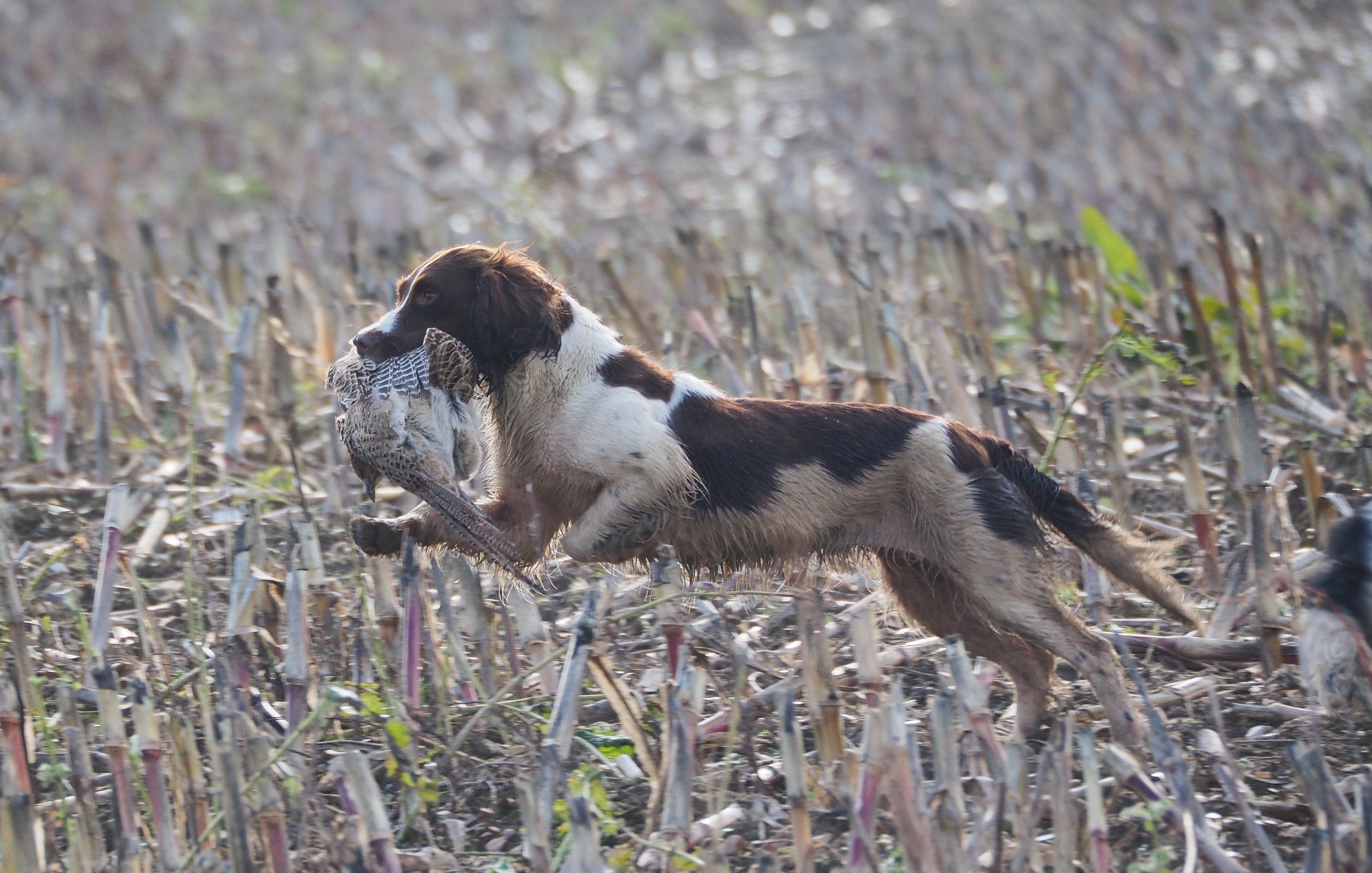 The Field (@TheFieldMag) on Flipboard