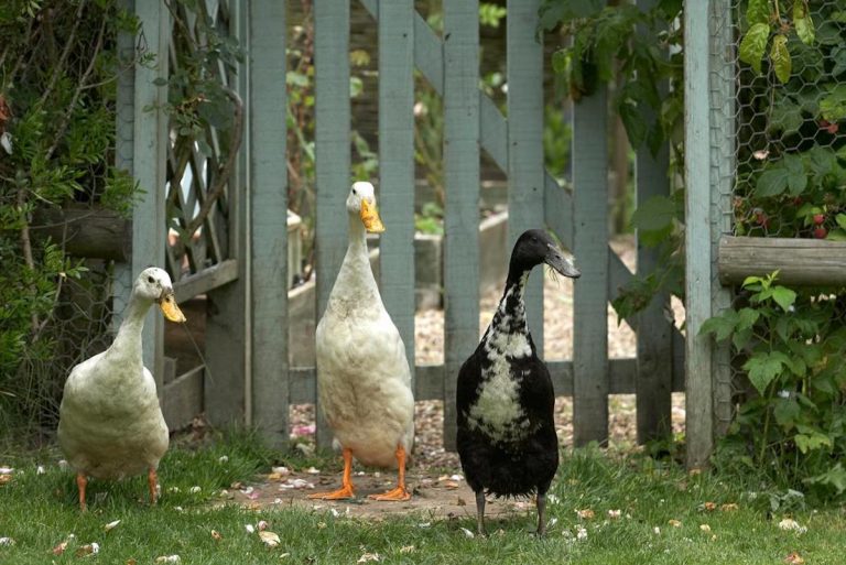 Best duck breeds to keep in the garden chosen by The Field
