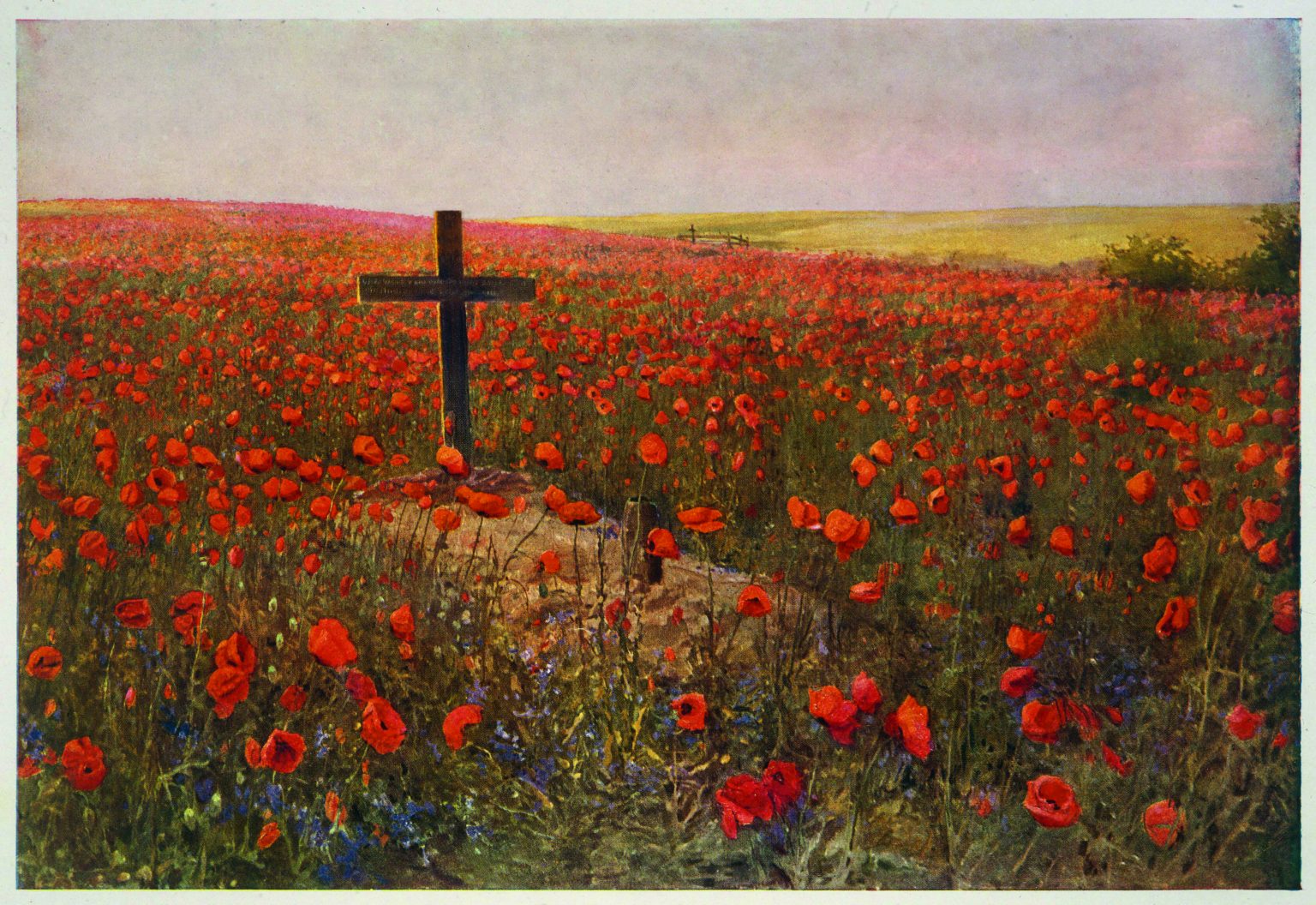 The poppy: a plant that helps both to remember and forget - The Field