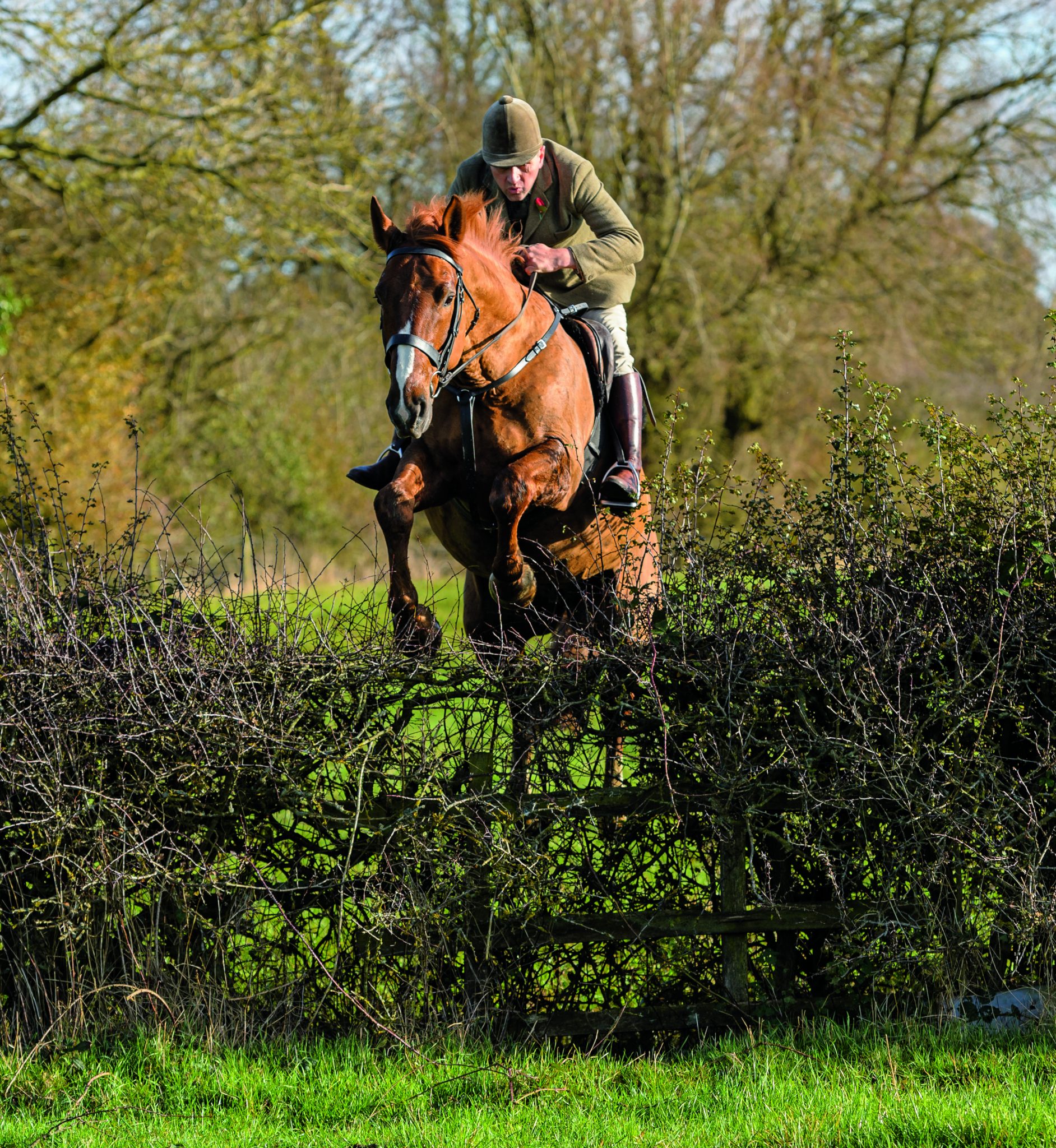 Hunting Stallions - The Field
