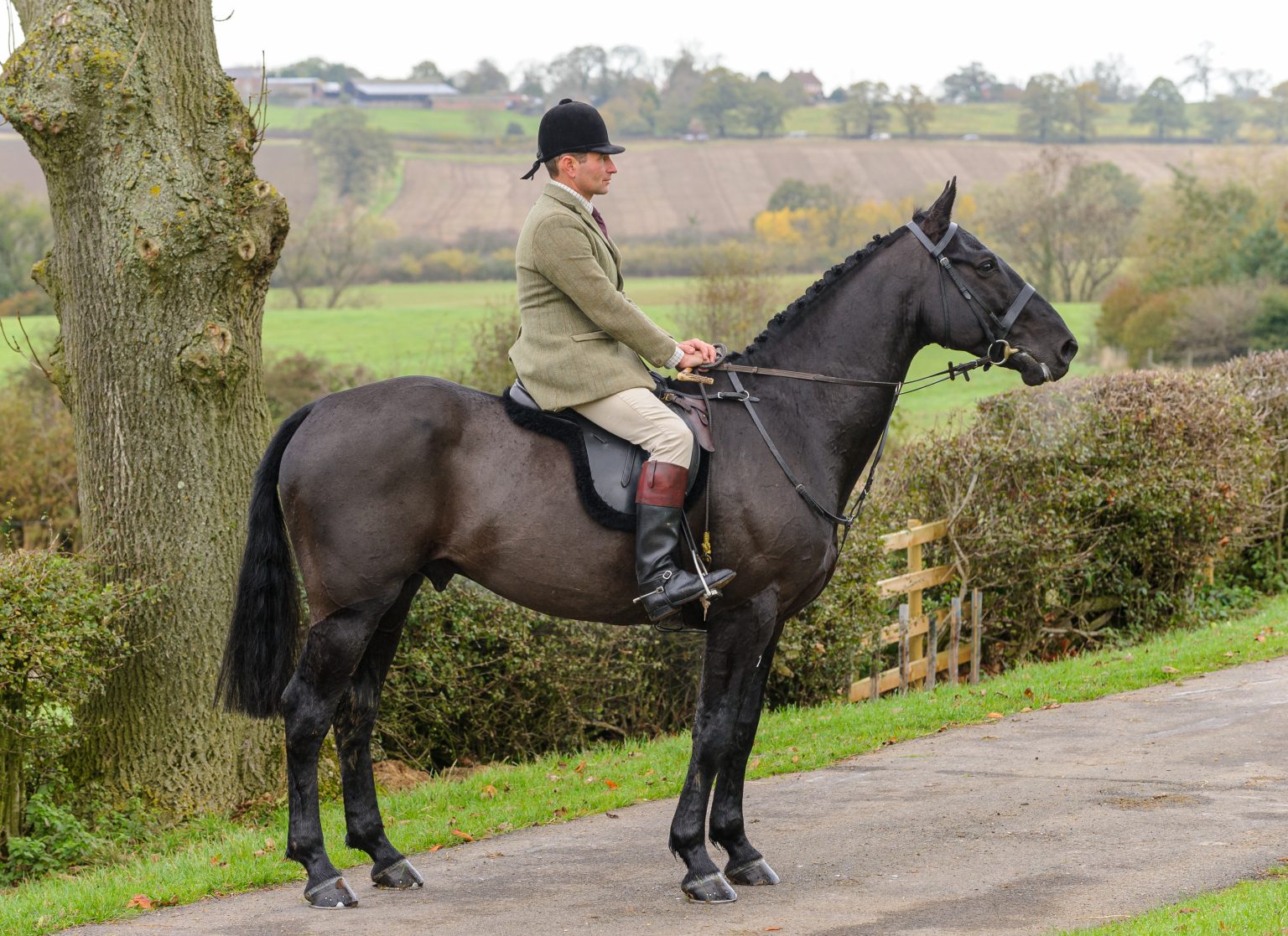 Hunting Stallions - The Field