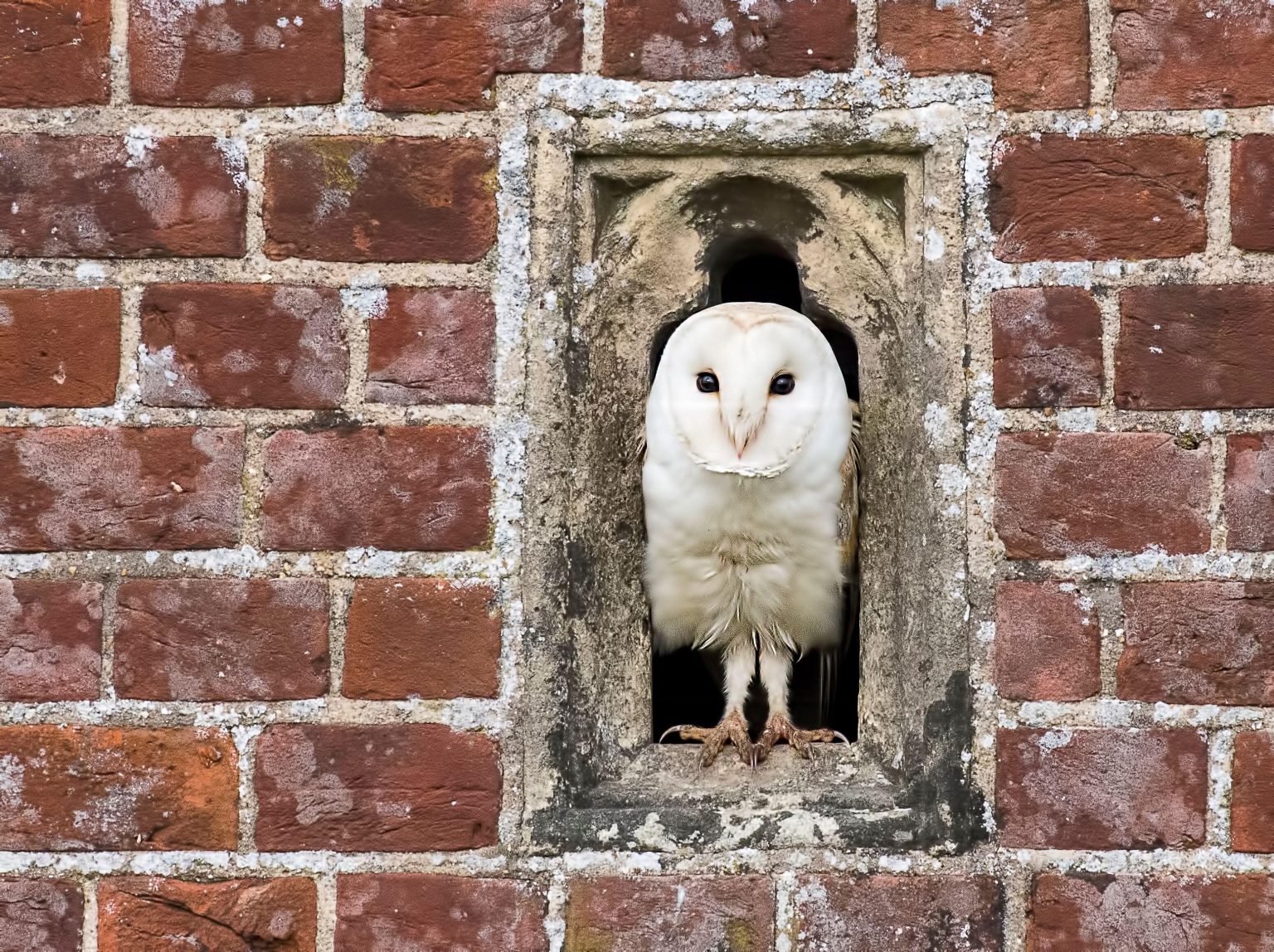 Owls and where to find them in the UK - The Field
