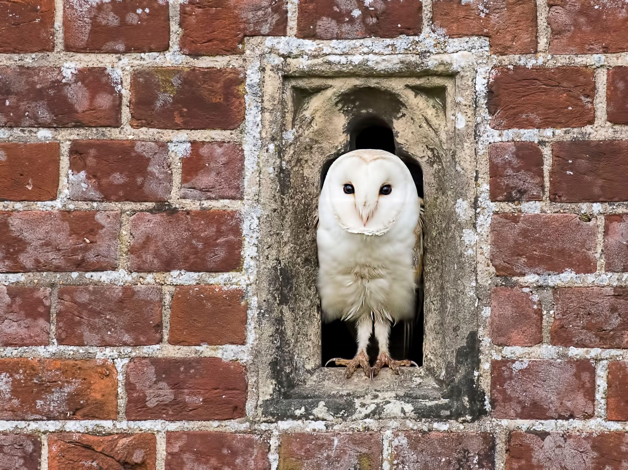 Owls and where to find them in the UK - The Field