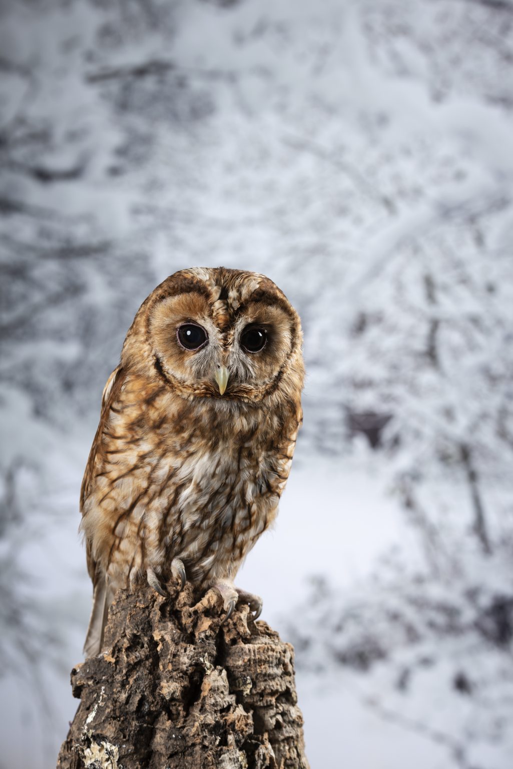 Owls and where to find them in the UK - The Field