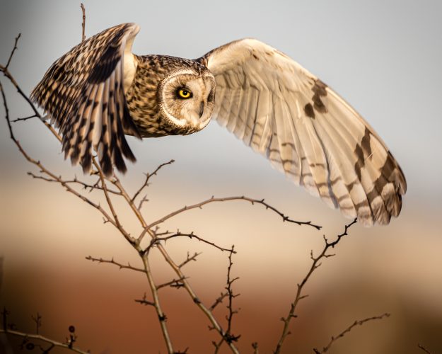 Owls and where to find them in the UK - The Field