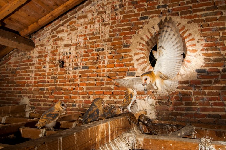 Owls and where to find them in the UK - The Field