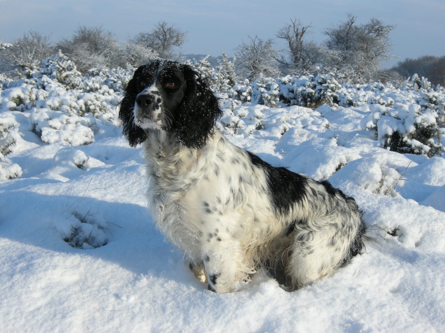 Gun dogs training, exercise and healthcare advice | The Field