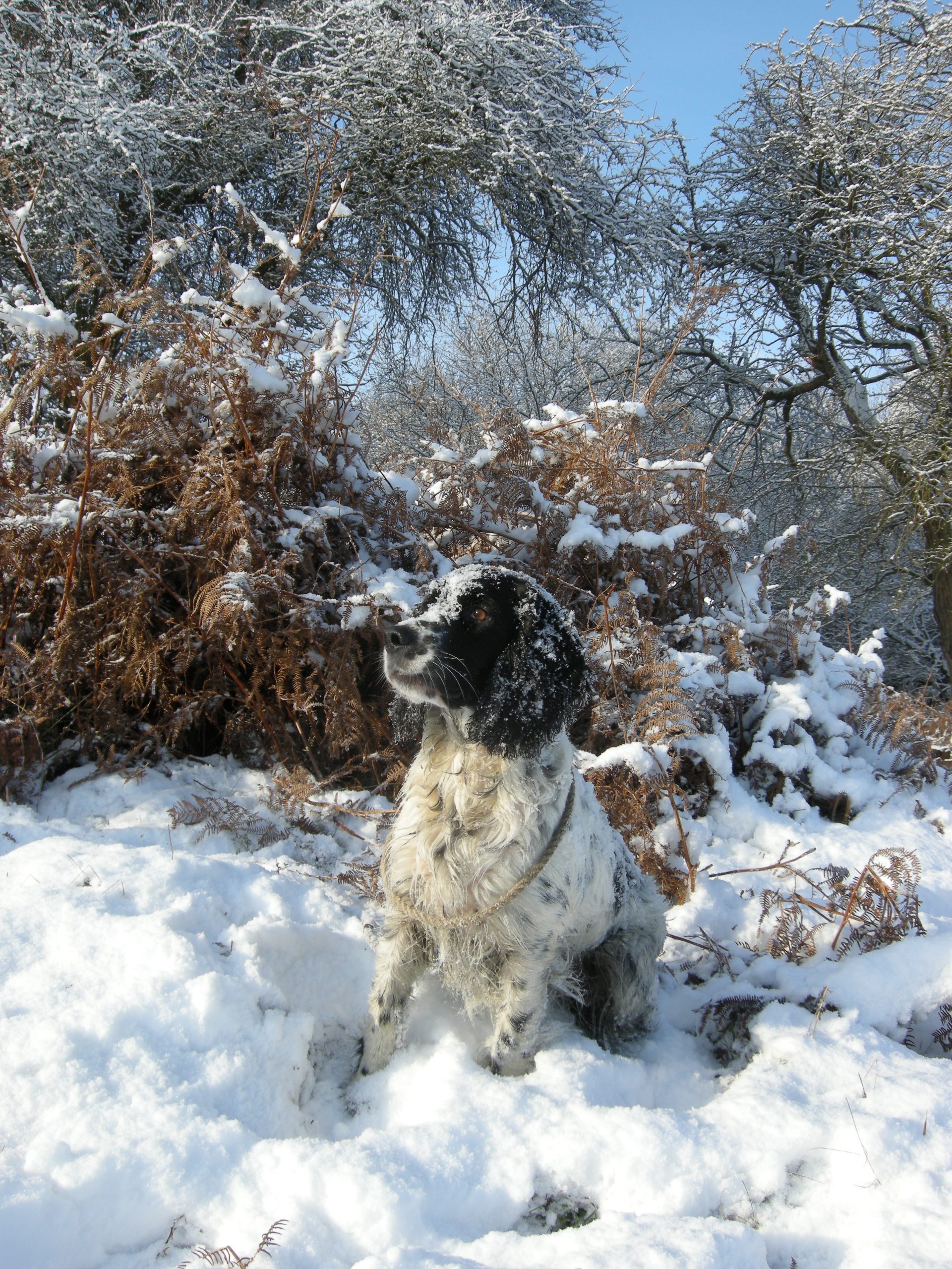 How to keep your dogs suffering from the cold - The Field