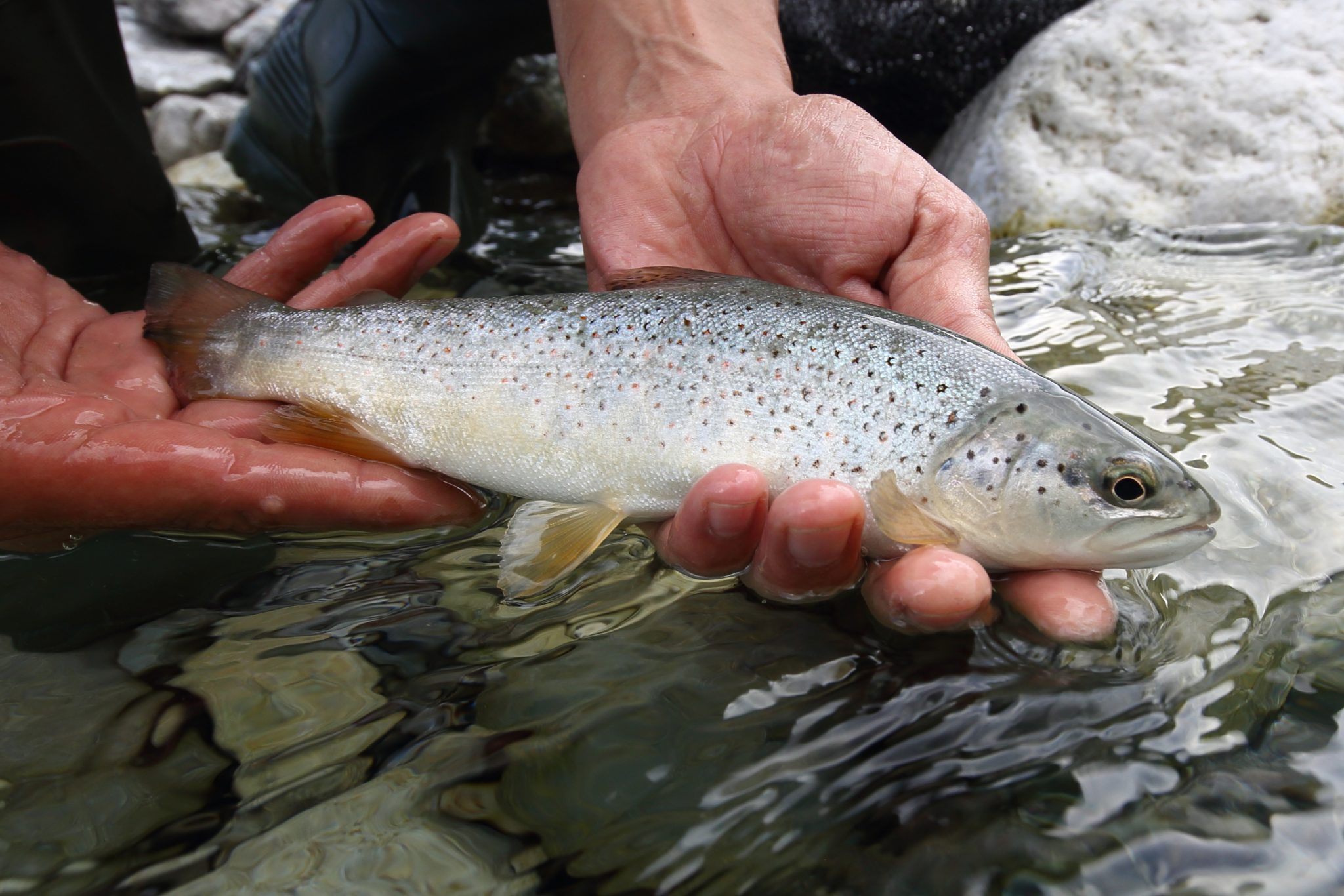 An Albanian trout fishing adventure - remote valleys and glacial rivers