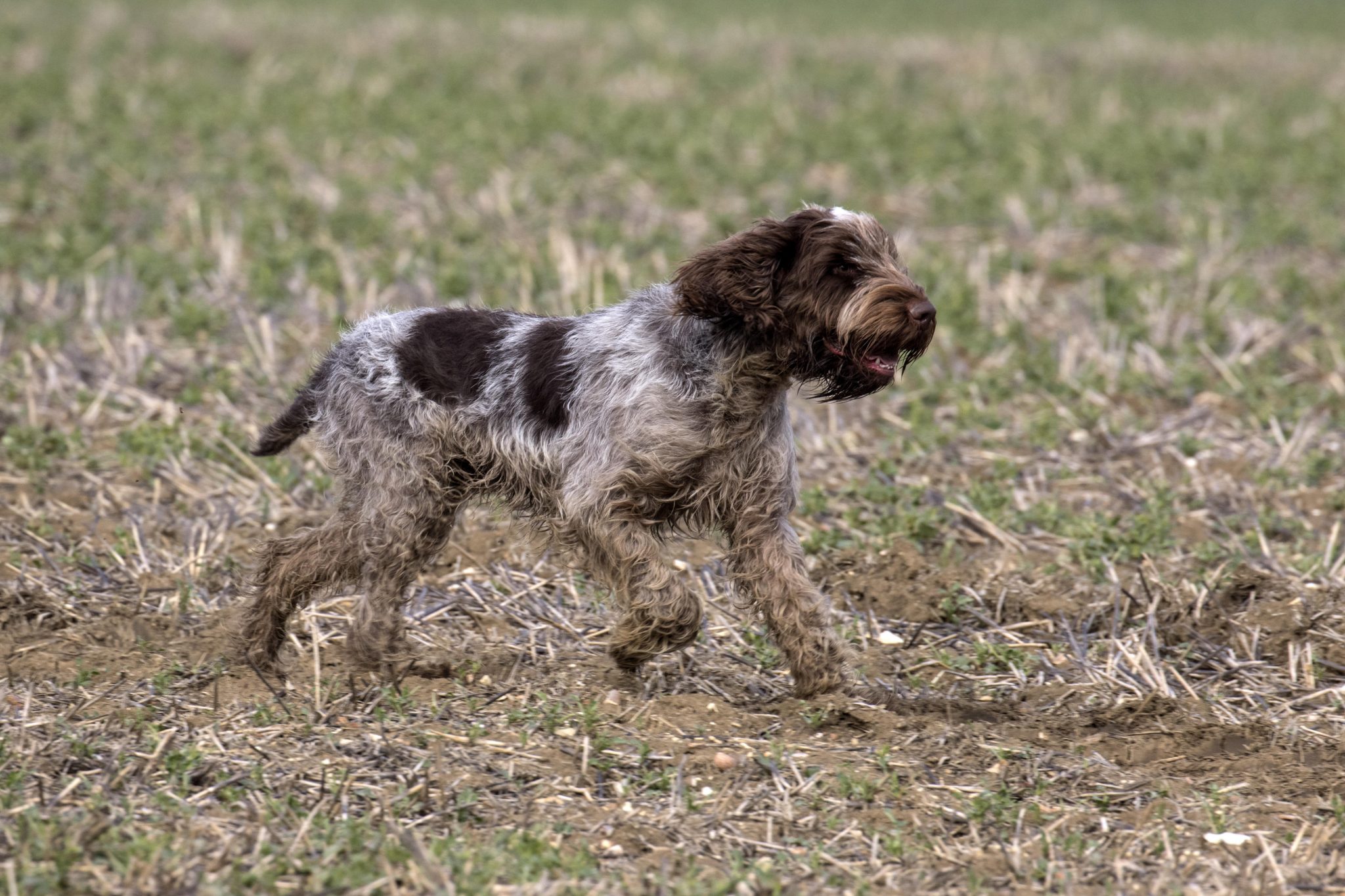 The best gundog breeds from overseas - The Field