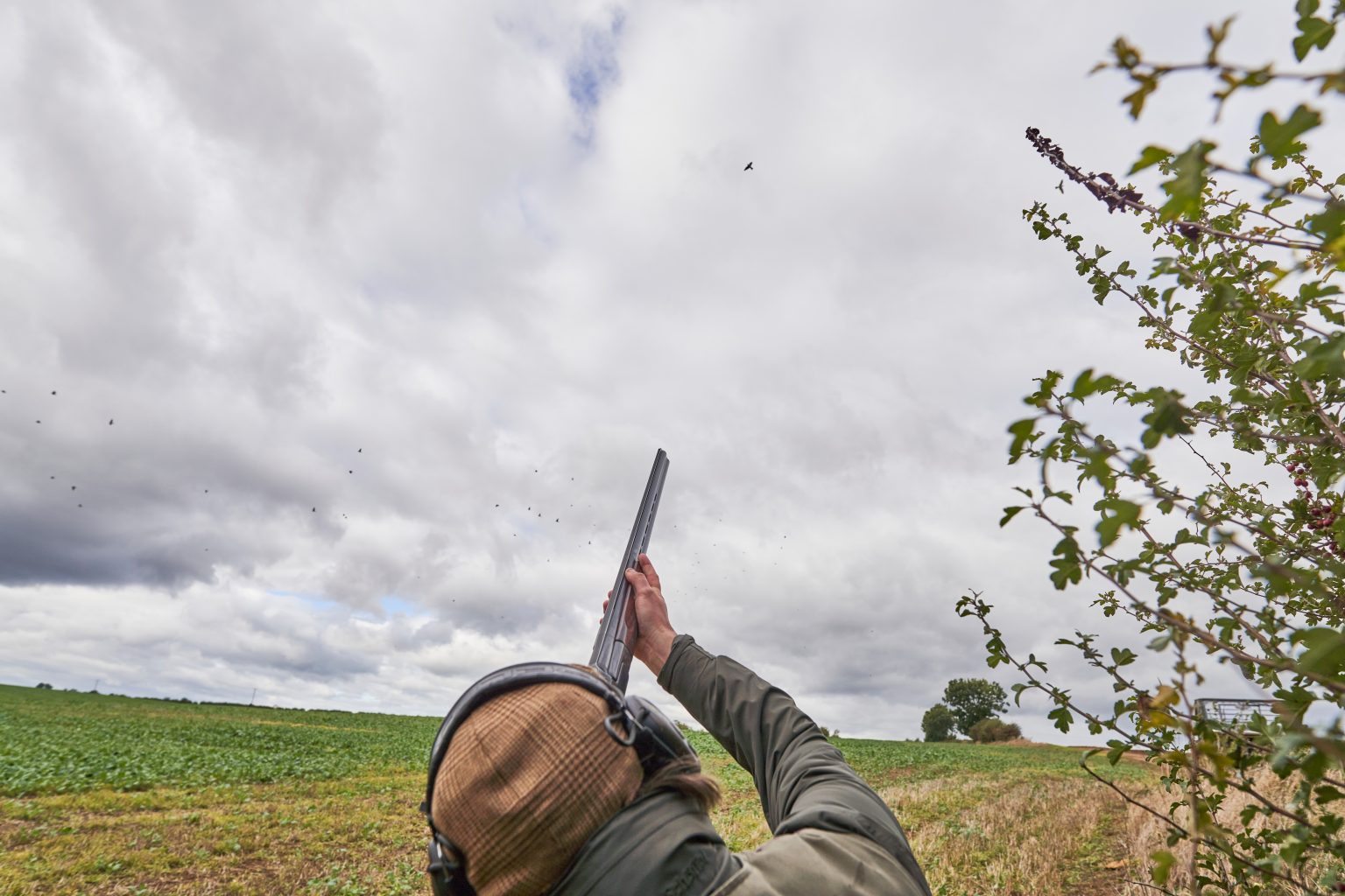 The Field's guide to pigeon shooting - The Field Pigeon shooting