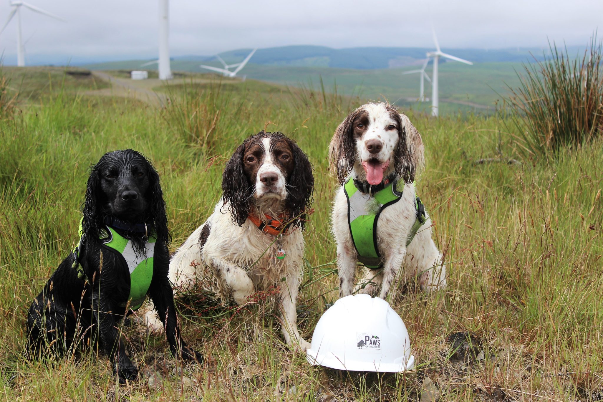 Gun dogs training, exercise and healthcare advice | The Field