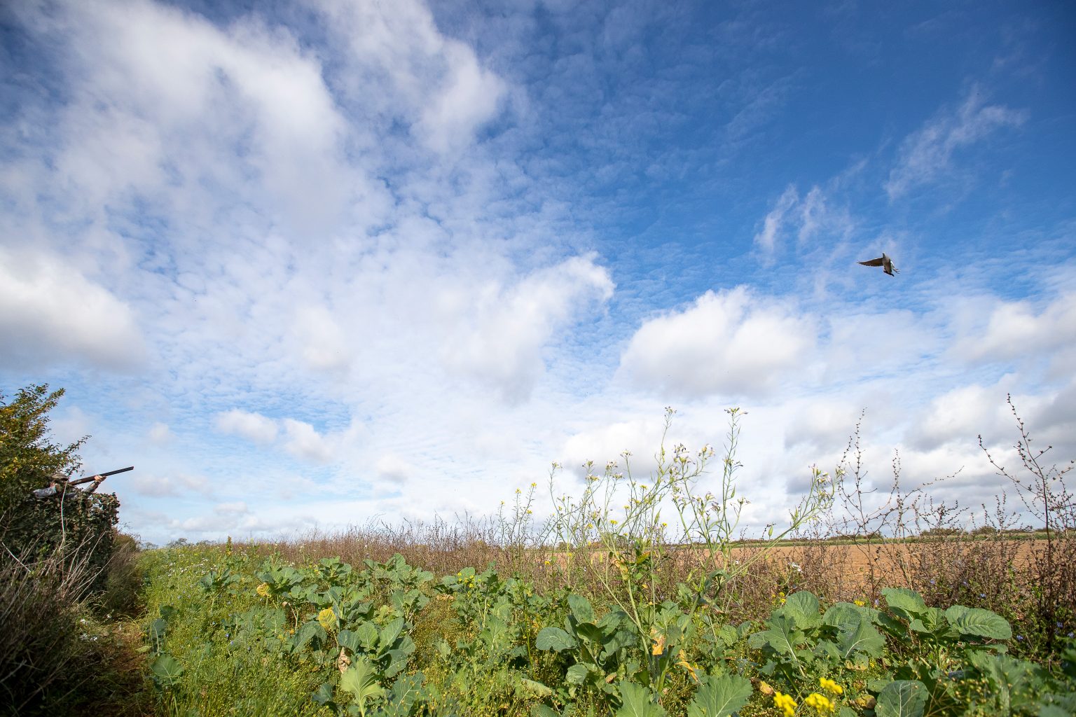 The Field's guide to pigeon shooting - The Field Pigeon shooting