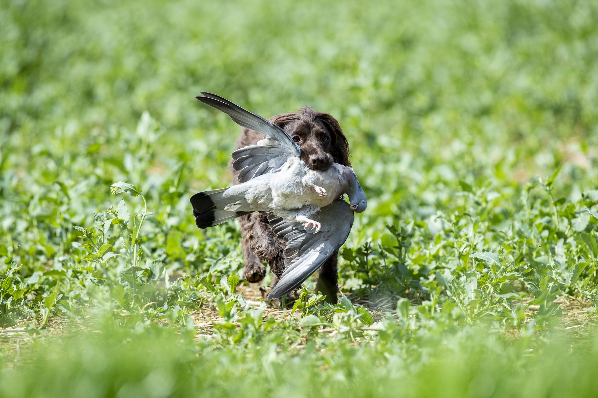 The Field's guide to pigeon shooting - The Field Pigeon shooting