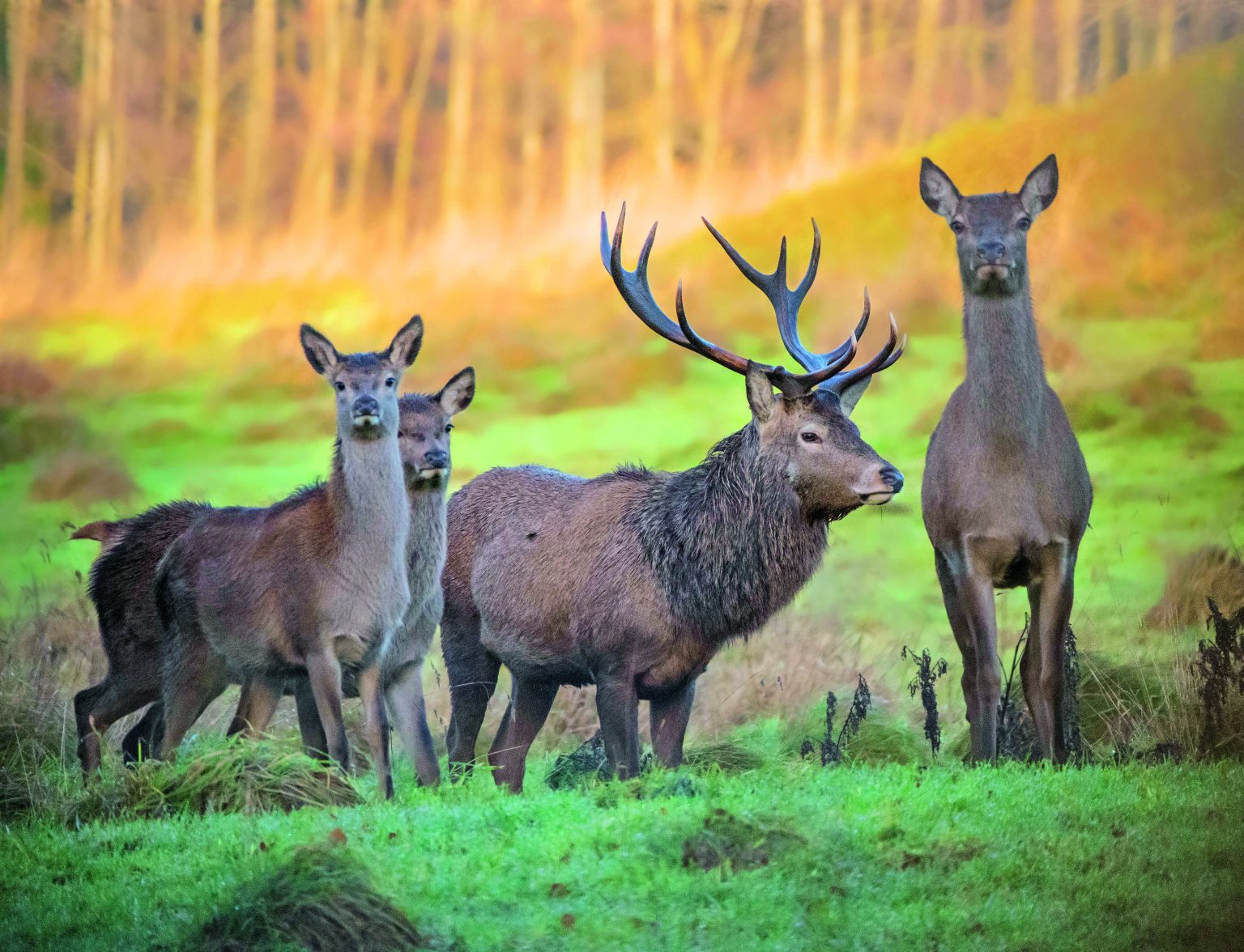 Rewilding projects boosting biodiversity - The Field