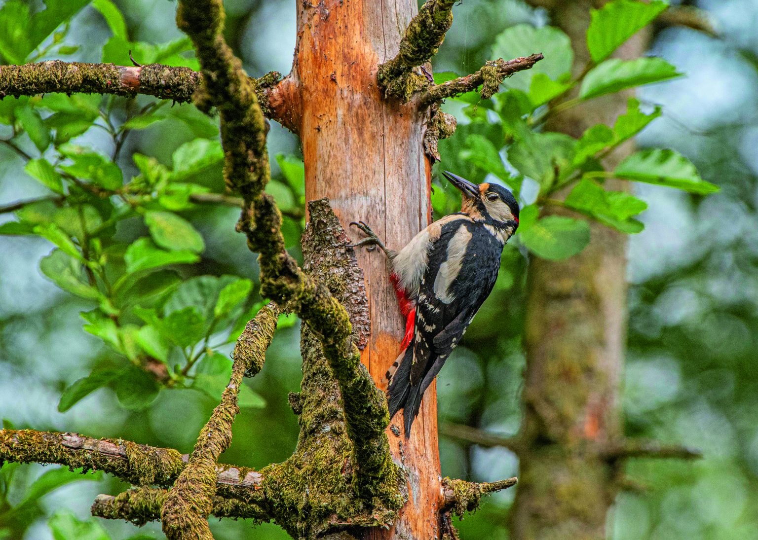 Rewilding projects boosting biodiversity - The Field