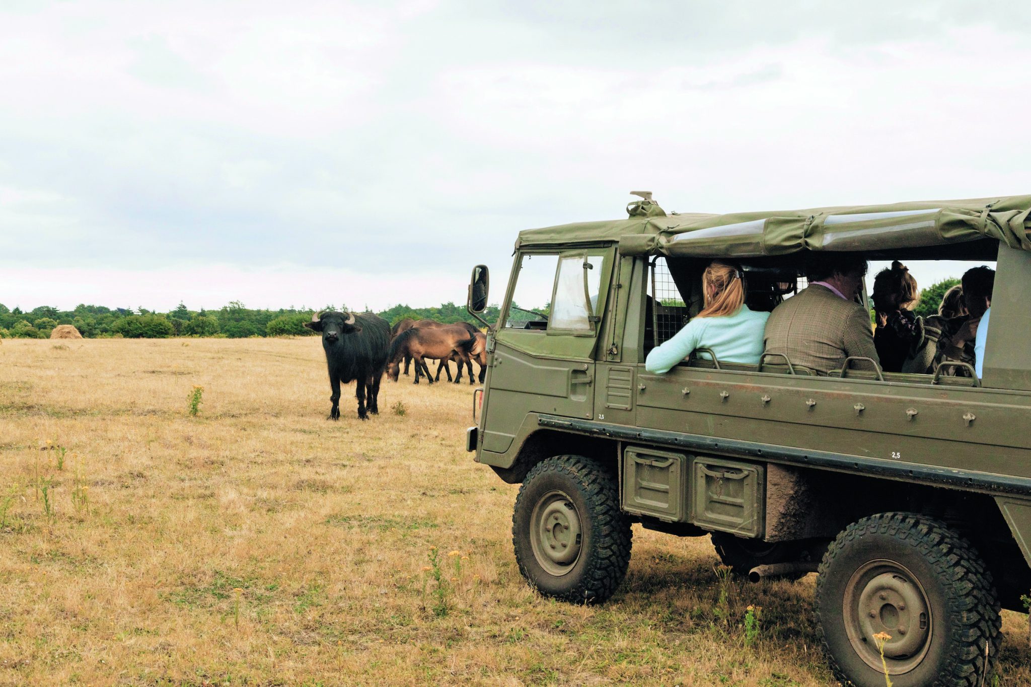 Rewilding projects boosting biodiversity - The Field