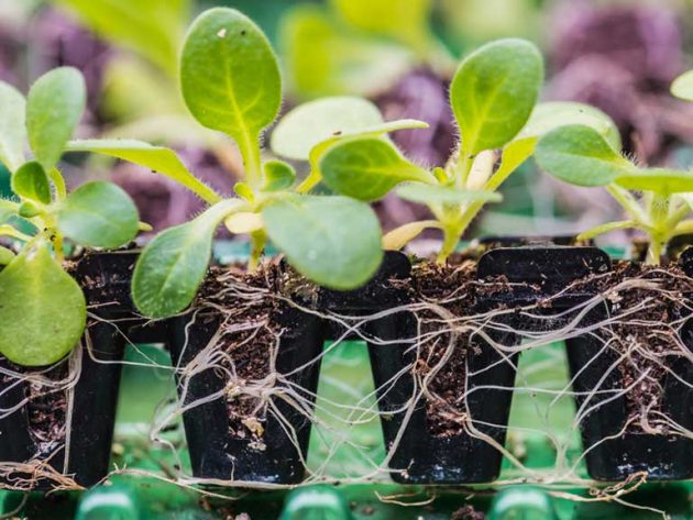 Should you buy 'plug plants' or sow the seeds? - The Field