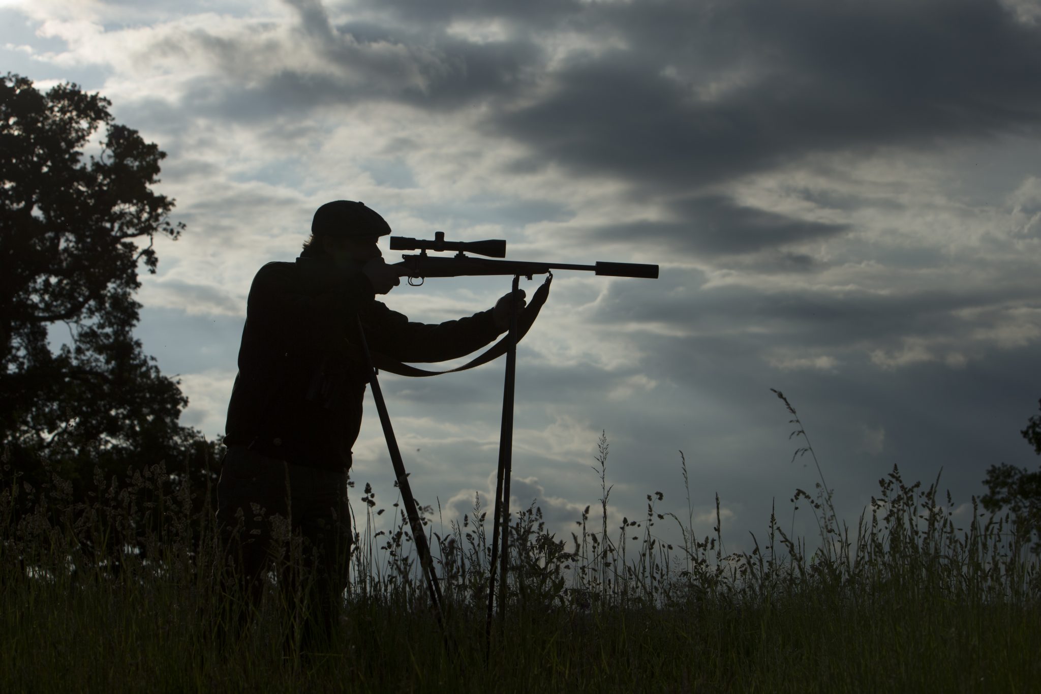 Muntjac - why do they need to be culled? - The Field