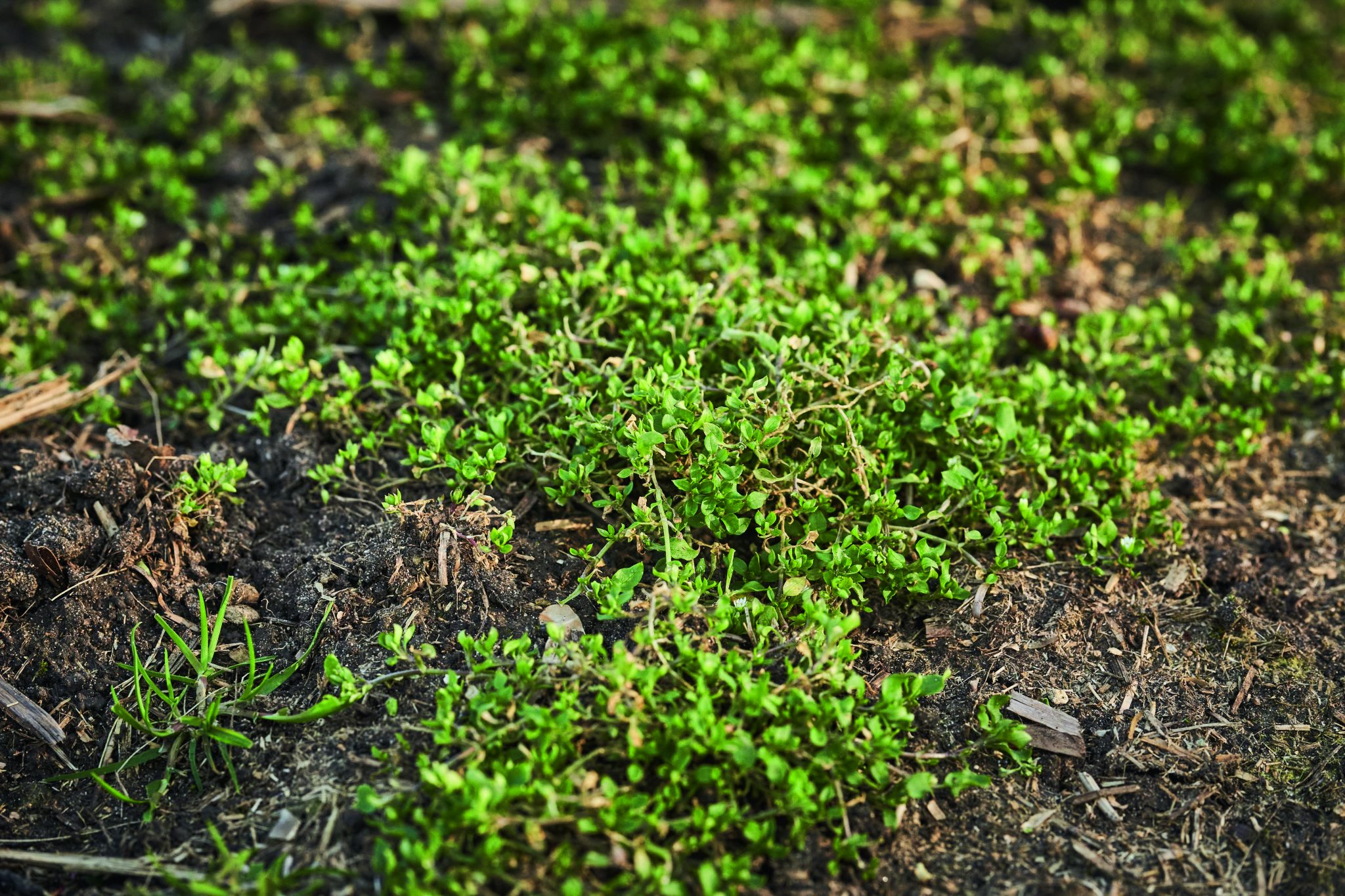 Weeds in the garden - The Field