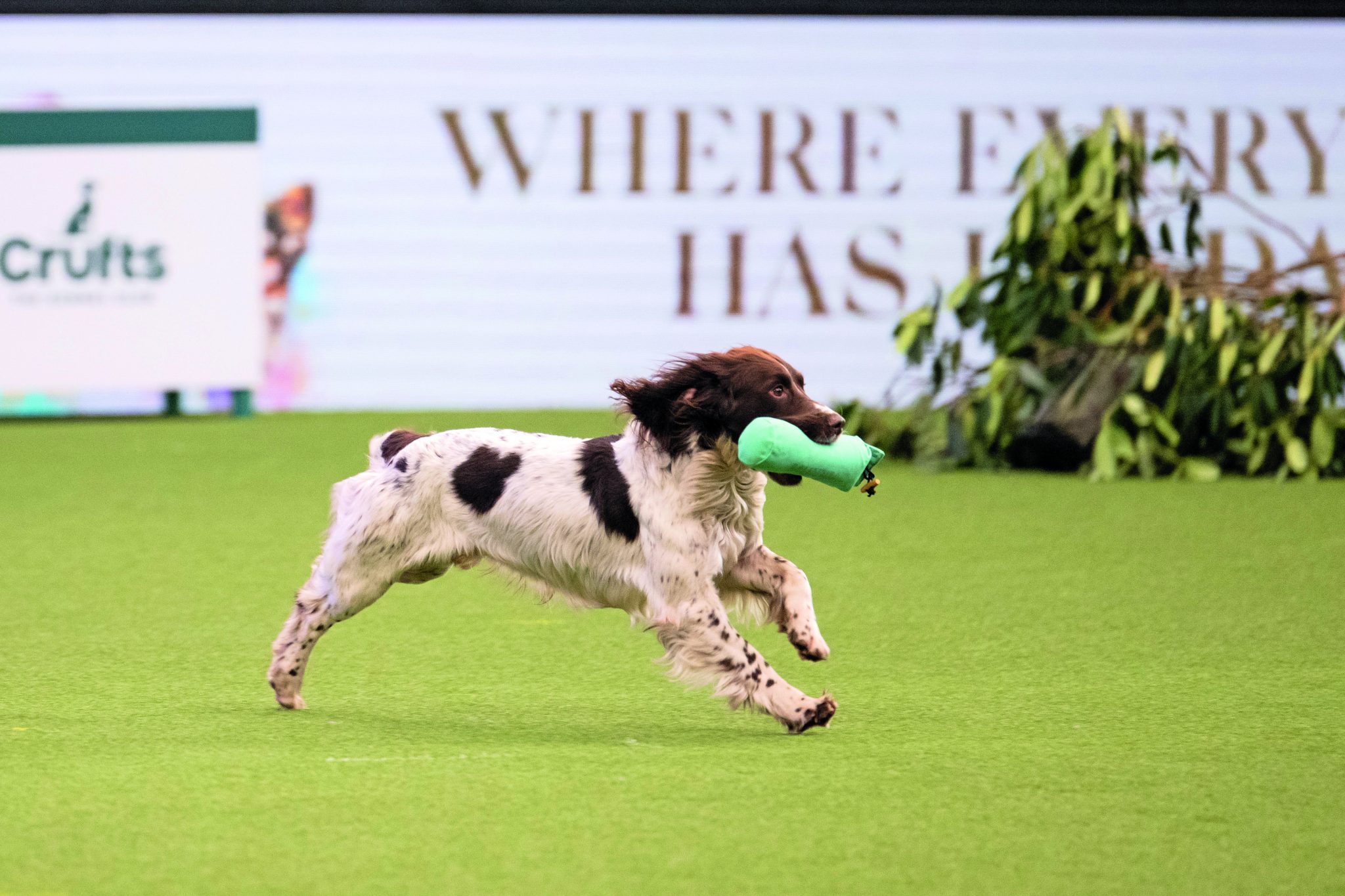 History of the Kennel Club - The Field