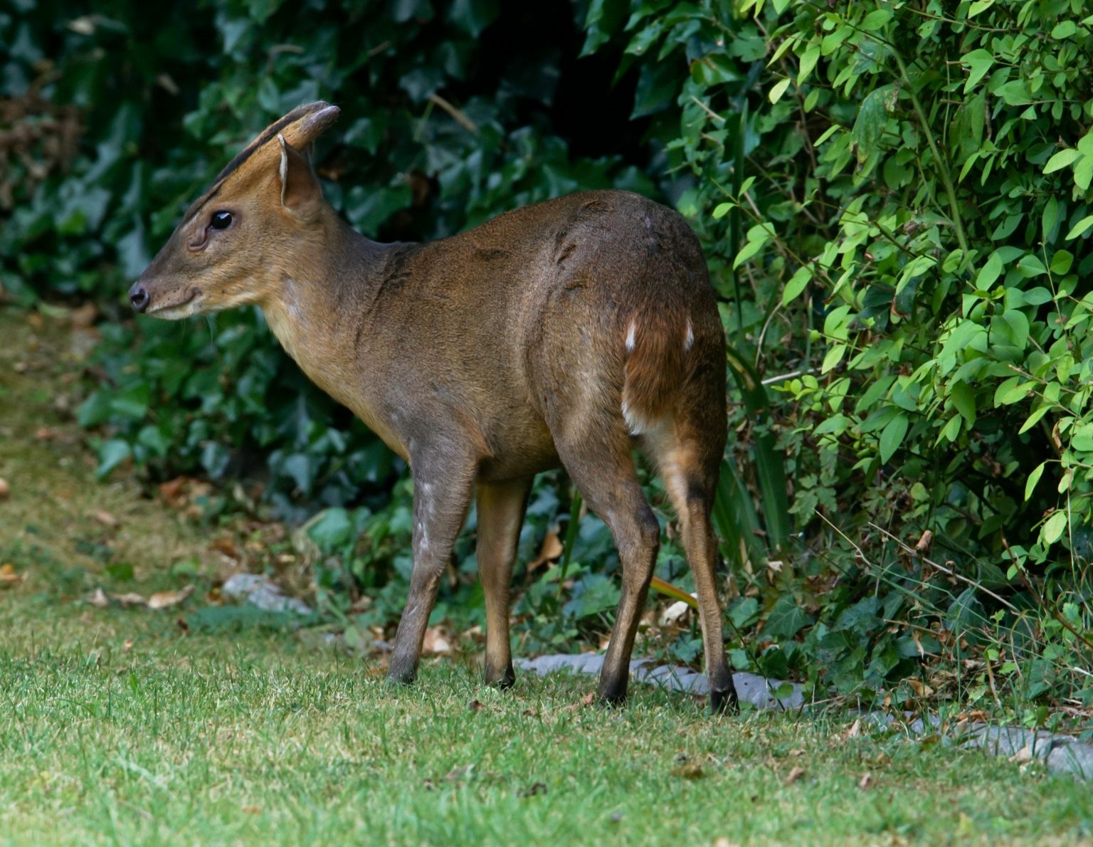 Muntjac - why do they need to be culled? - The Field