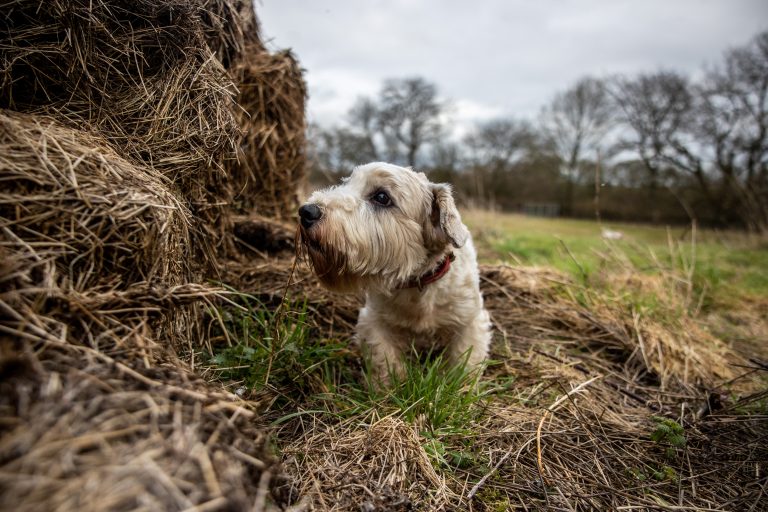 The Sealyham terrier - The Field