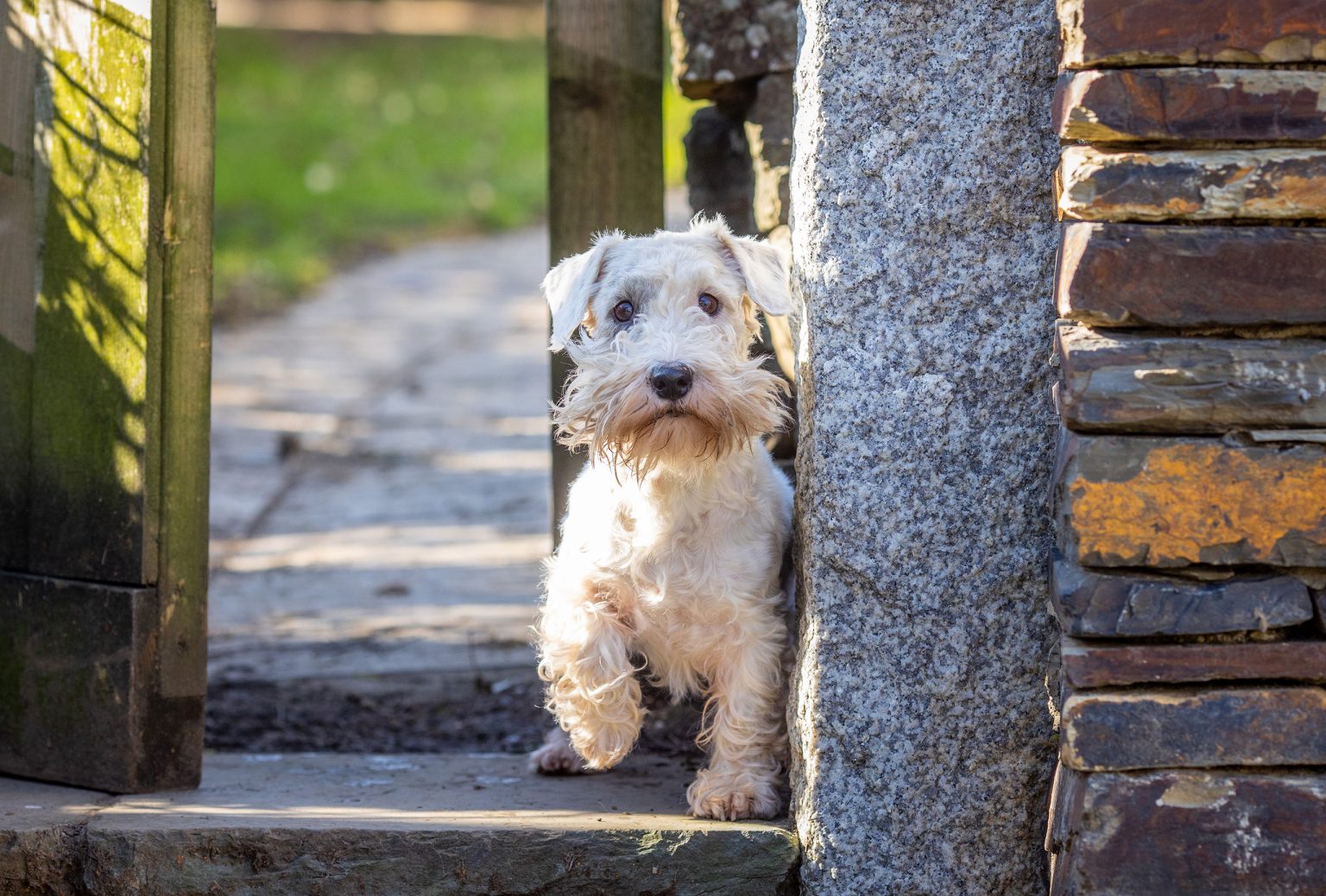 The Sealyham terrier - The Field