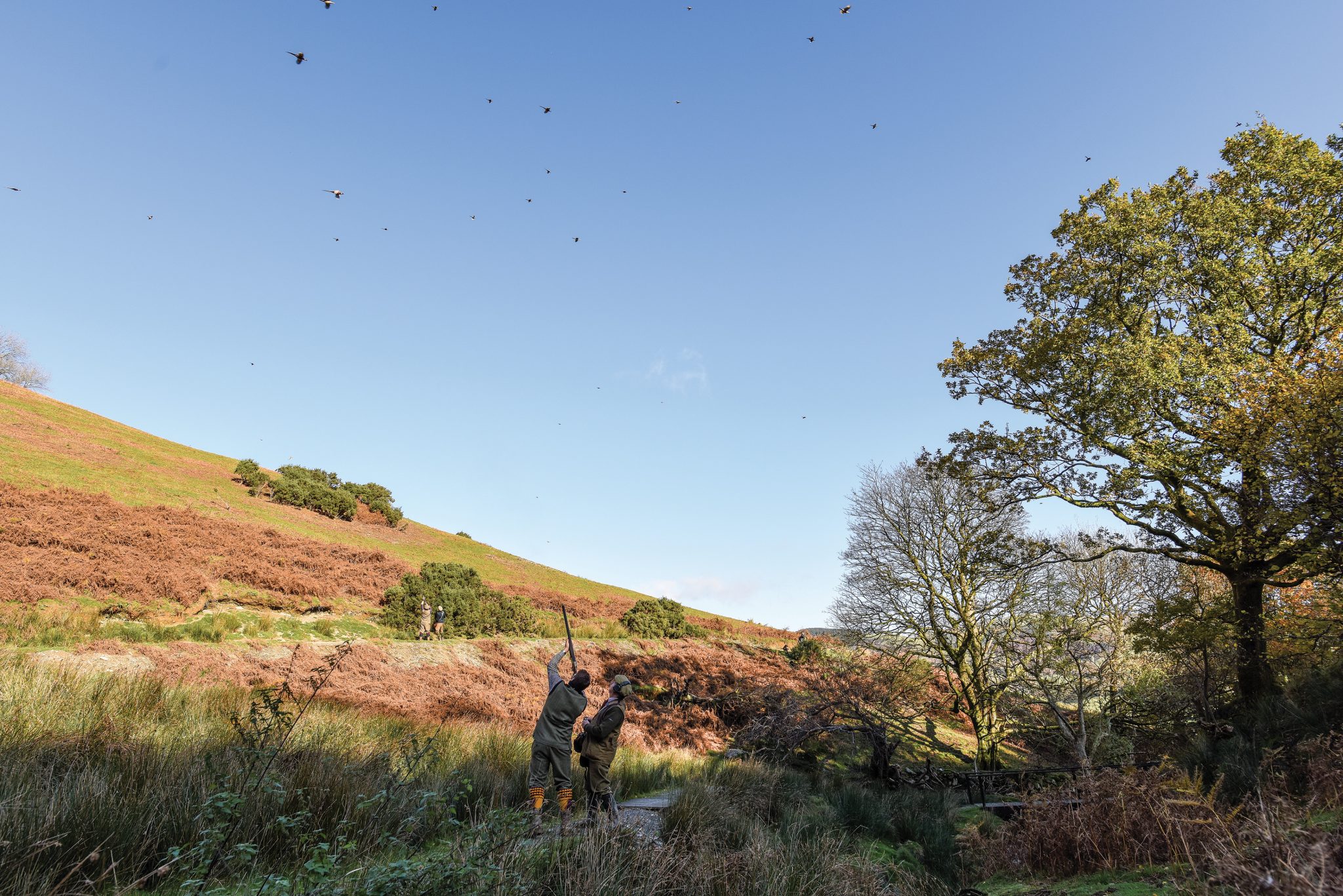 The best Welsh shoots: some of the most challenging game shooting in ...