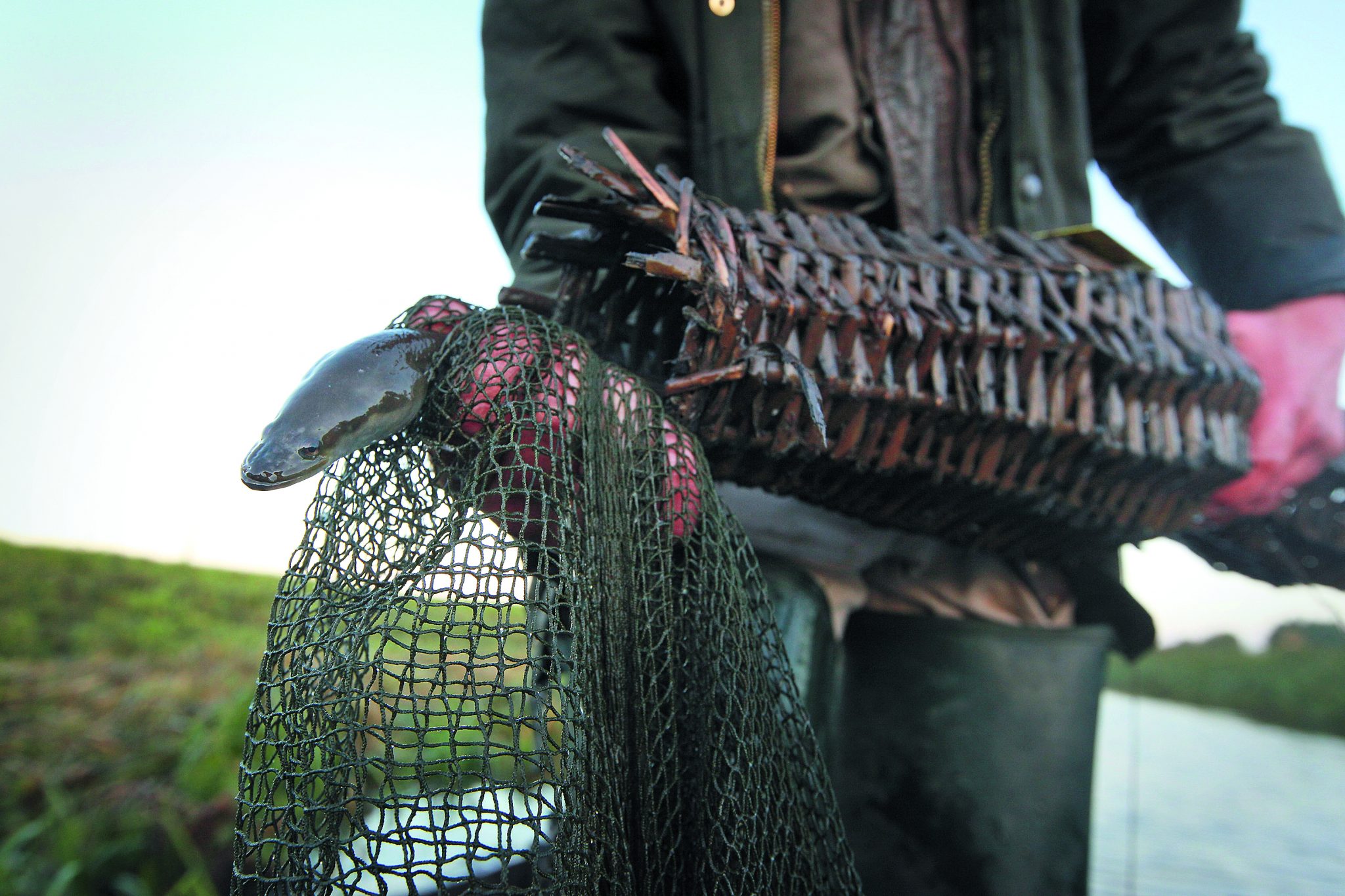 The European eel: a life extraordinary - The Field
