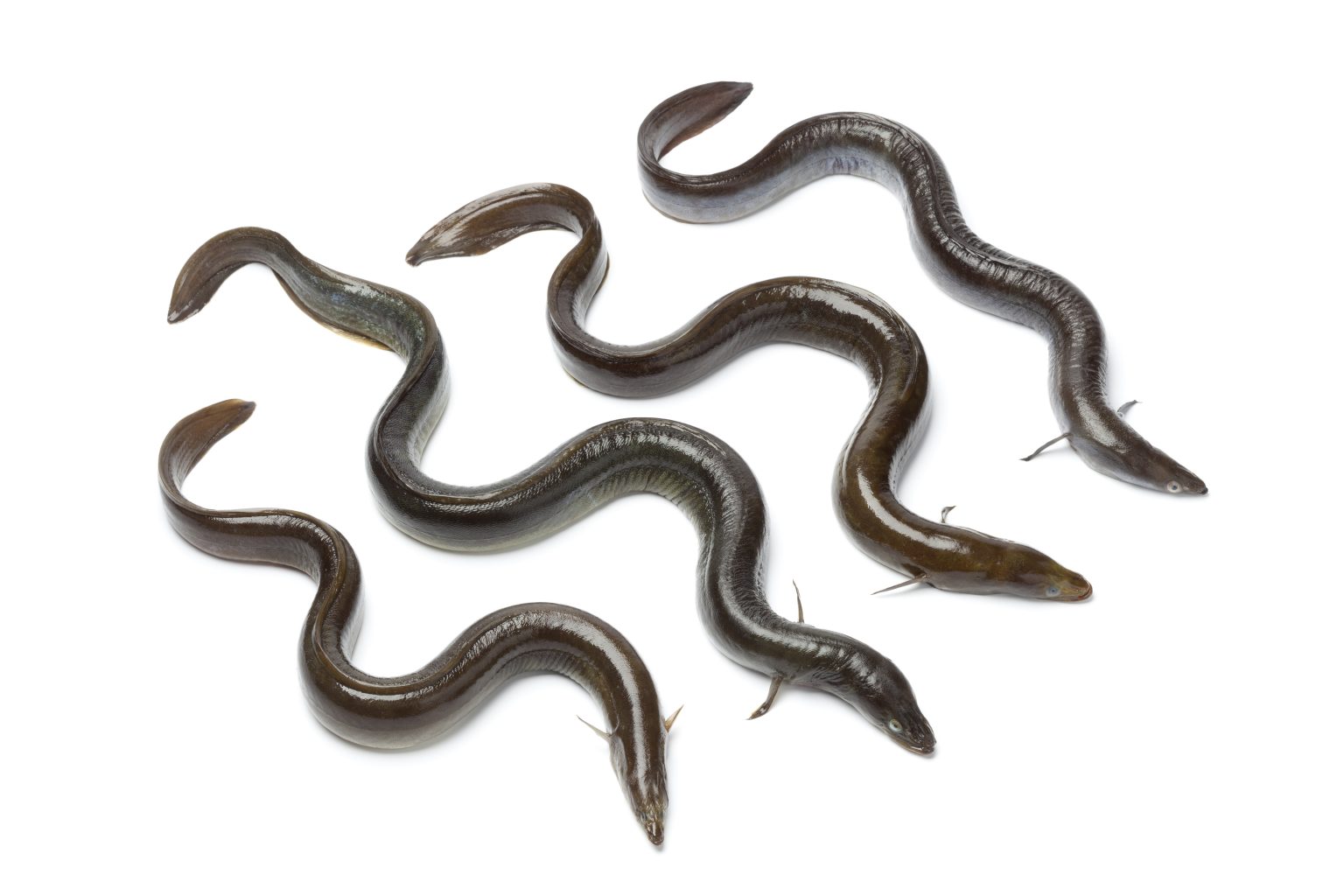 The European eel: a life extraordinary - The Field