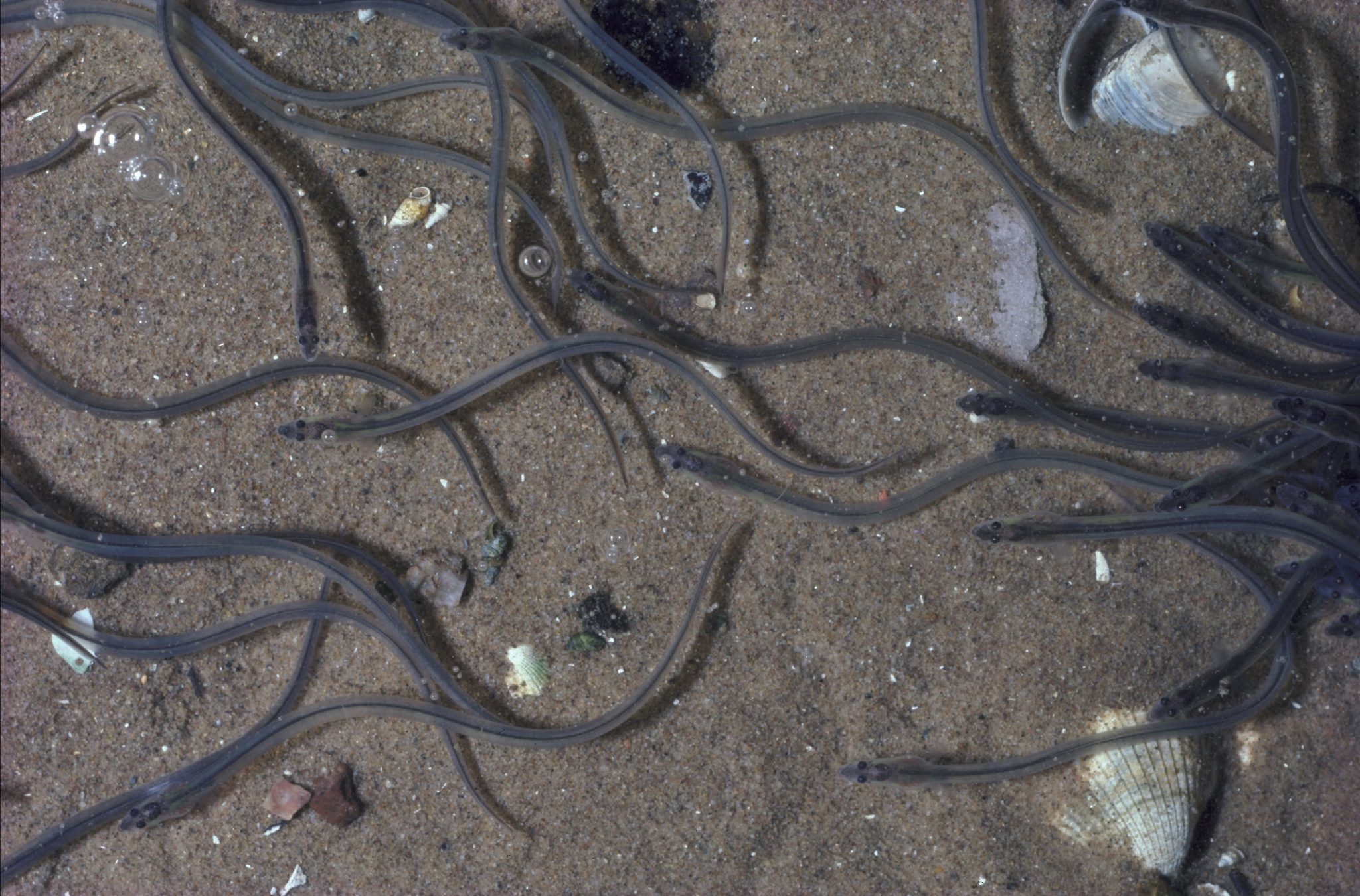 The European eel: a life extraordinary - The Field