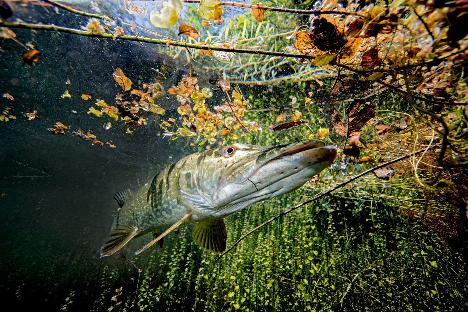 Our wild fish future - The Field