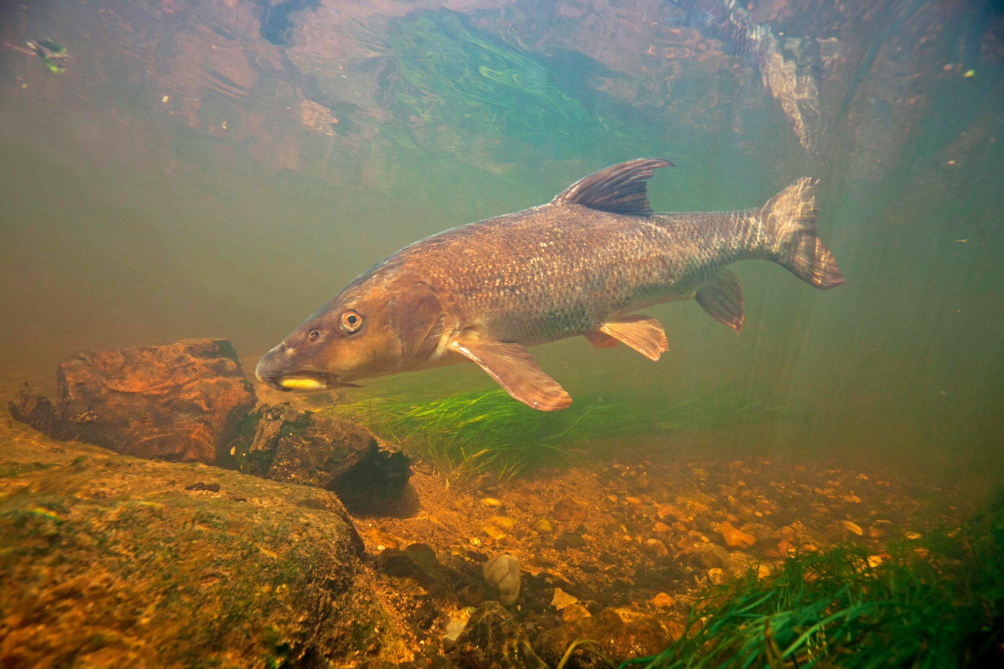 Our wild fish future - The Field