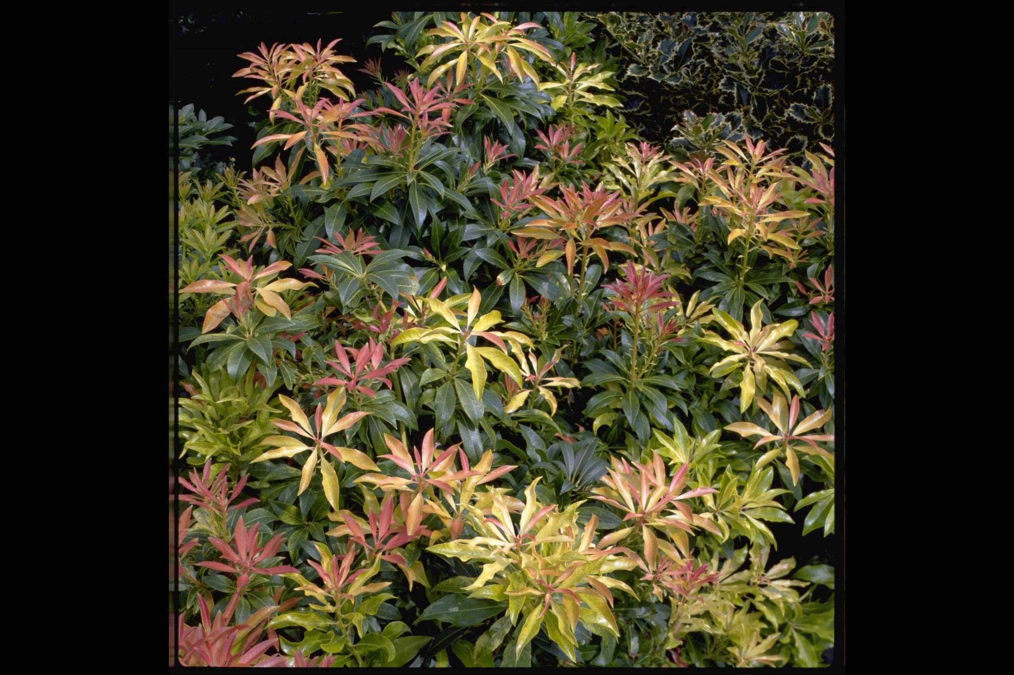 The Appeal Of Coloured Foliage - The Field