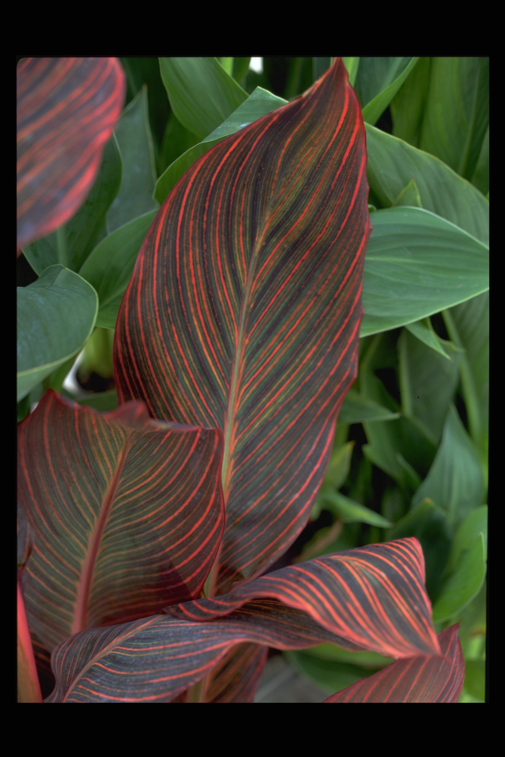 The Appeal Of Coloured Foliage - The Field