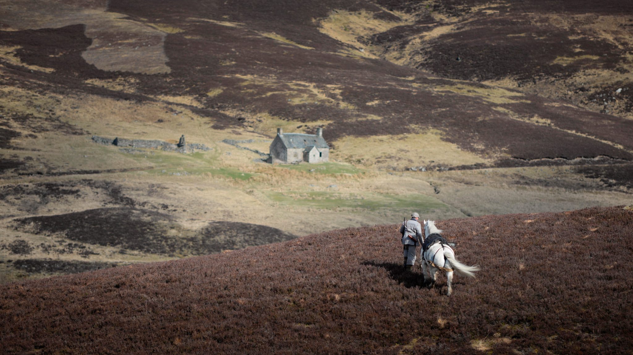 The garron - the workhorse of the Highlands - The Field