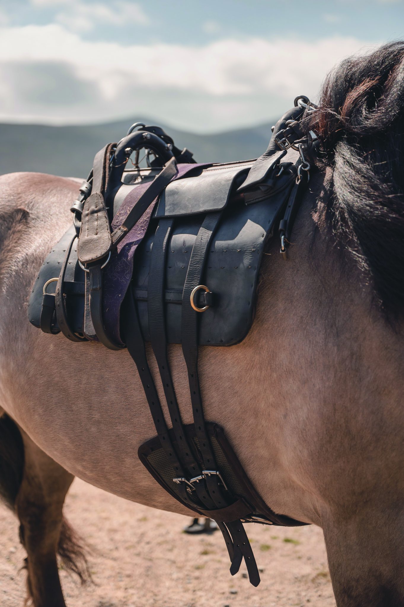 The garron - the workhorse of the Highlands - The Field