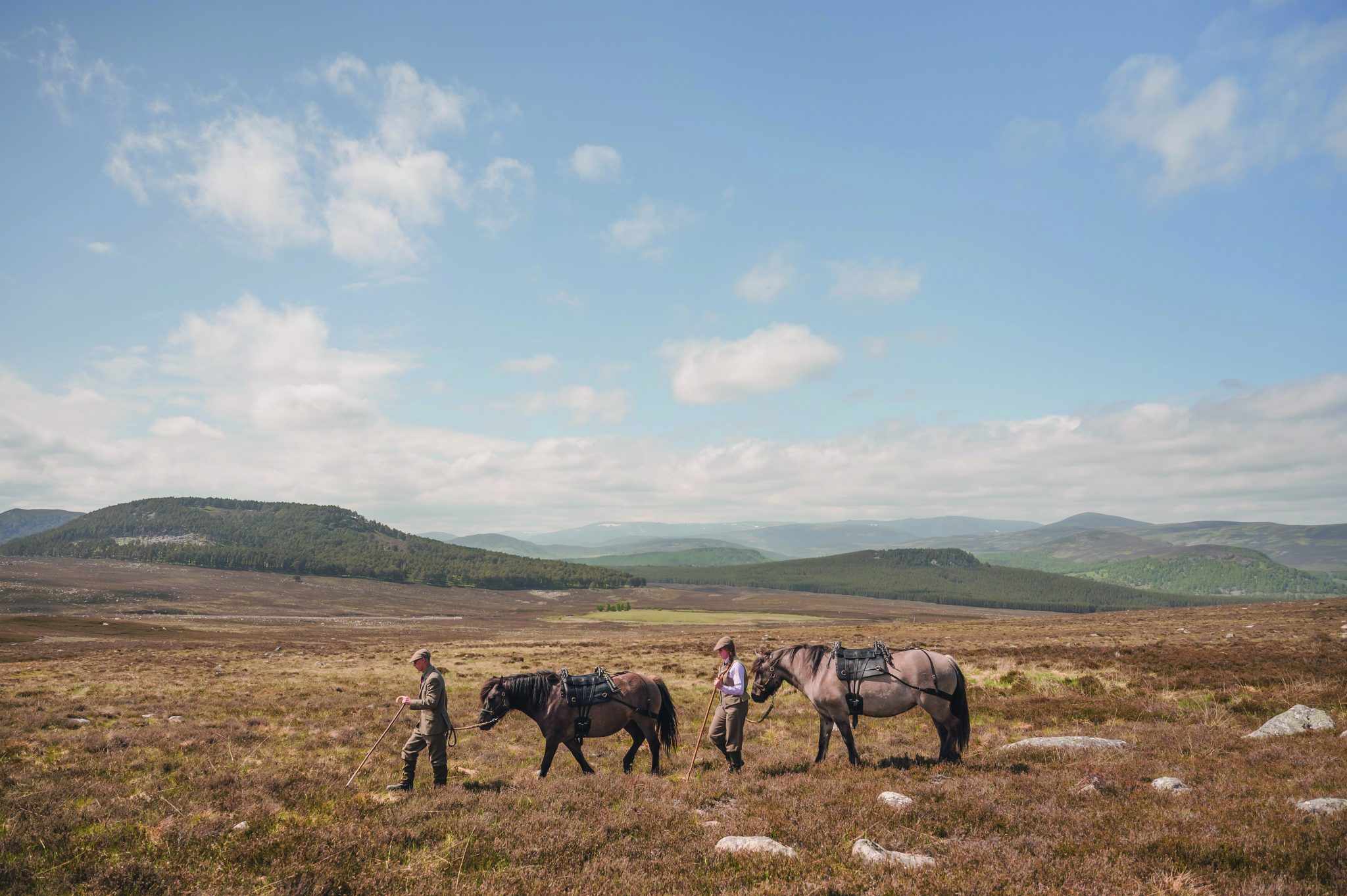 The garron - the workhorse of the Highlands - The Field